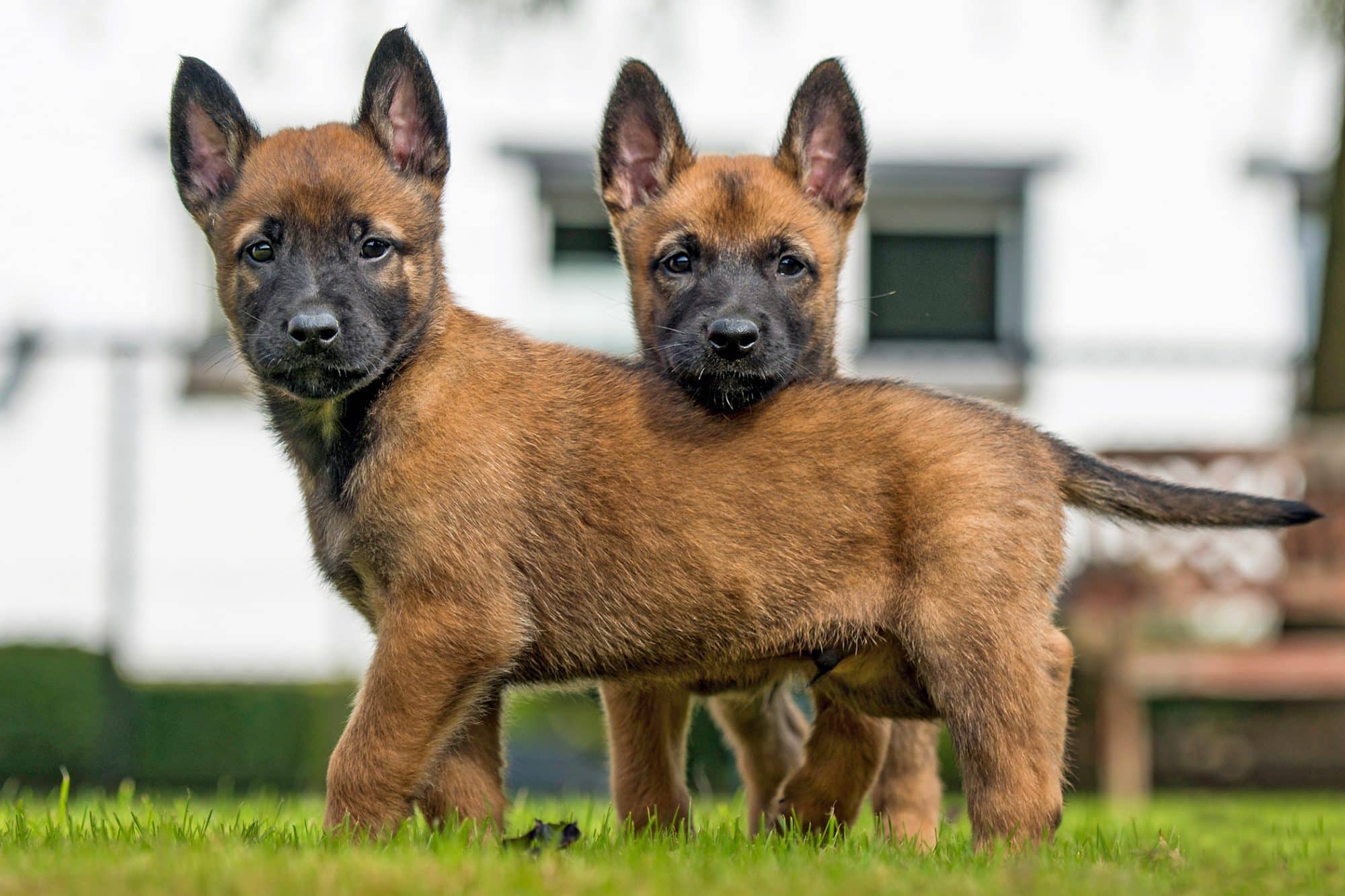Belgian Malinois - Dog Breeds - All Kinds of Pets